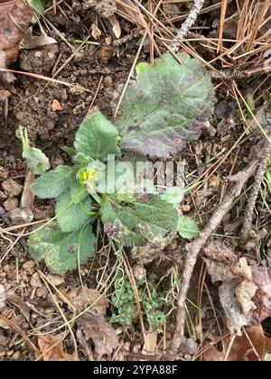 northern green-and-gold (Chrysogonum virginianum Stock Photo - Alamy