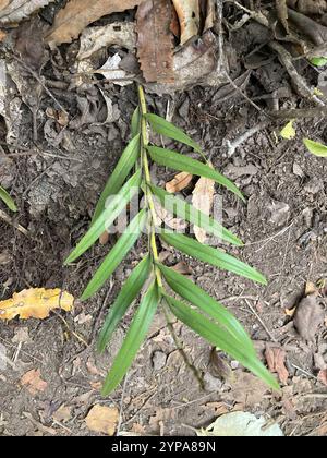 Easter Orchid (Earina autumnalis Stock Photo - Alamy