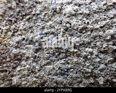 Frosted Grain-spored Lichen (Sarcogyne regularis) Fungi Stock Photo - Alamy