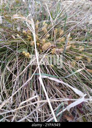 Dwarf Sedge (Carex humilis Stock Photo - Alamy