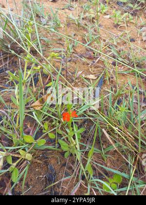 Witchweed (Striga asiatica Stock Photo - Alamy