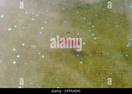 A closeup of yellow and red coins Stock Photo - Alamy