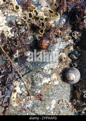 Striped Dogwinkle (Nucella ostrina Stock Photo - Alamy