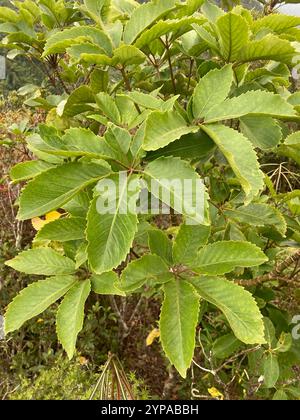 five finger (Pseudopanax arboreus Stock Photo - Alamy