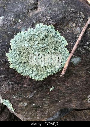 rock greenshield lichen (Flavoparmelia baltimorensis) Fungi Stock Photo ...