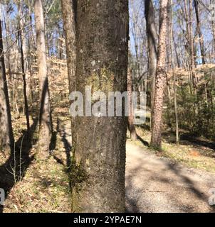 Easter Pox Lichen (Pyrenula pseudobufonia Stock Photo - Alamy