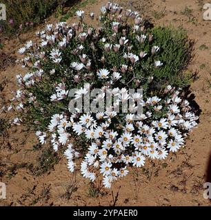 Sticky Rain Daisy (Dimorphotheca cuneata Stock Photo - Alamy