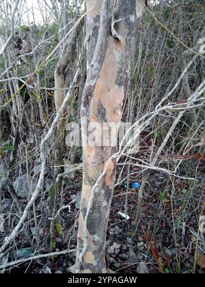 Poisonwood (Metopium toxiferum Stock Photo - Alamy