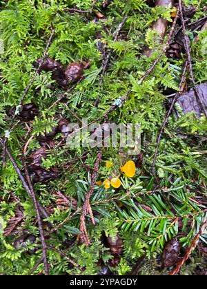 alpine jelly cone (Guepiniopsis alpina), Fungi, Reinhardt Redwood ...
