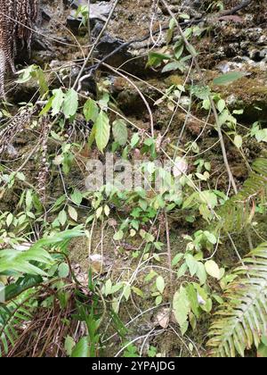 western burning bush (Euonymus occidentalis Stock Photo - Alamy