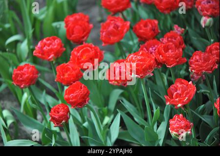 Red peony-flowered Double Early tulips (Tulipa) Scarlet Verona bloom in ...