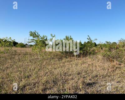 Earpod Wattle (Acacia auriculiformis Stock Photo - Alamy