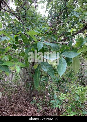 Scrub Hickory (Carya floridana Stock Photo - Alamy