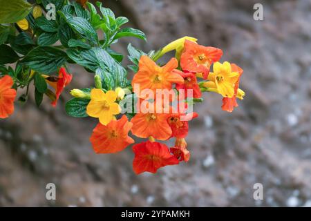 Marmalade Bush, Streptosolen jamesonii Madeira Portugal Stock Photo - Alamy