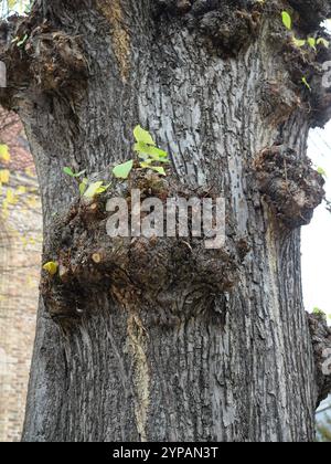 Growth - lime tree with burl - A pollinate linden tree with large ...