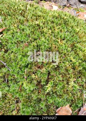 Smoothcap Mosses (Atrichum Stock Photo - Alamy
