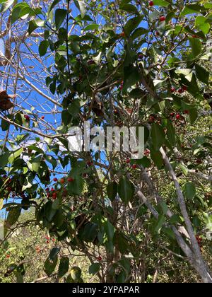 Strychnine Tree (Strychnos psilosperma Stock Photo - Alamy