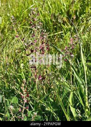 Shining Pepperweed (Lepidium nitidum Stock Photo - Alamy