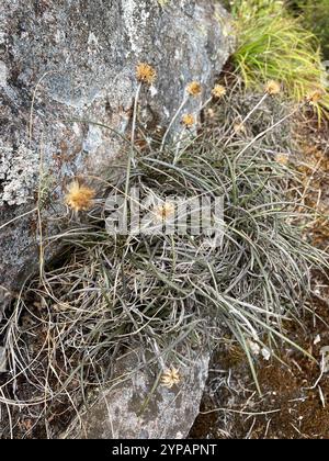 Common Mountain Daisy (Celmisia gracilenta Stock Photo - Alamy