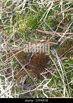 Common Pottia (Tortula truncata Stock Photo - Alamy