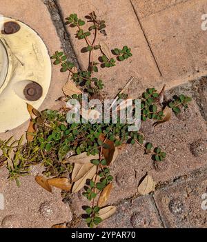 limestone sandmat (Euphorbia blodgettii Stock Photo - Alamy