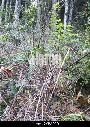 whitebark raspberry (Rubus leucodermis Stock Photo - Alamy