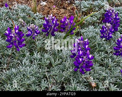 Silver Lupine (Lupinus albifrons collinus Stock Photo - Alamy