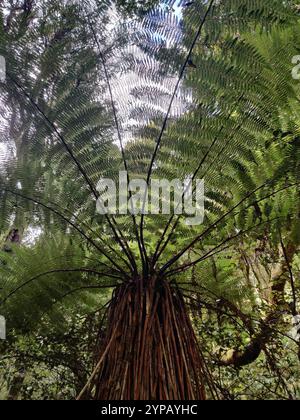 Smith's tree fern (Cyathea smithii Stock Photo - Alamy