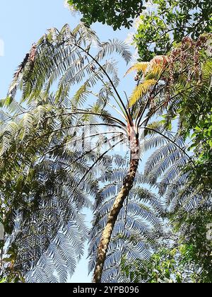 Flying Spider Monkey Tree Fern (Sphaeropteris lepifera Stock Photo - Alamy