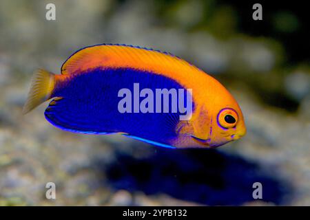African pygmy angelfish, Centropyge acanthops Stock Photo - Alamy
