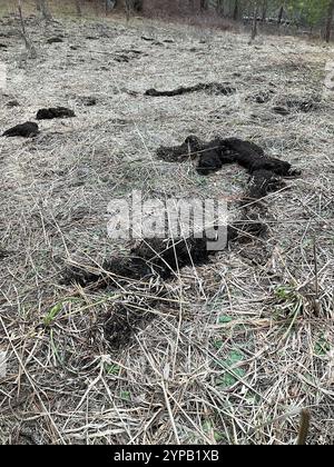 Northern Pocket Gopher (Thomomys talpoides Stock Photo - Alamy