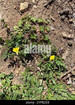 Stemless Evening Primrose (Oenothera triloba) Plantae Stock Photo - Alamy