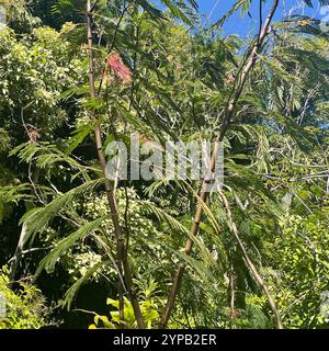 scarlet powder-puff (Calliandra haematocephala Stock Photo - Alamy