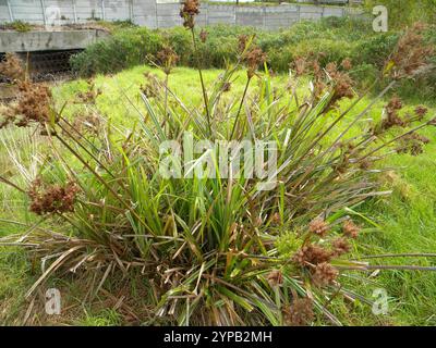 Fig Sedge (Cyperus dives Stock Photo - Alamy