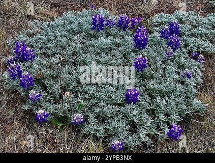 Silver Lupine (Lupinus albifrons collinus Stock Photo - Alamy