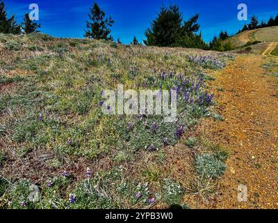 Silver Lupine (Lupinus albifrons collinus Stock Photo - Alamy
