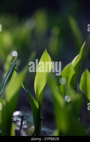 Beautiful lily-of-the-valley growing outdoors, closeup Stock Photo - Alamy
