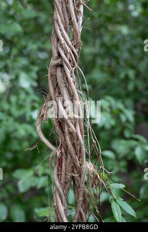 Beautiful wooden vines tangled with green leaves. NAtural parkland ...