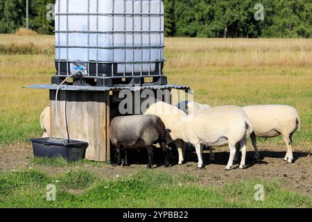 Thirsty sheep drinking from automatic sheep waterer in field on a sunny ...