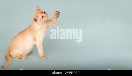 Adorable cream Burmese kitten standing on studio background. Pedigree ...