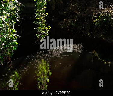 Aughnanure Castle, Oughterard,County Galway, Ireland Stock Photo - Alamy
