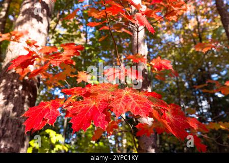 The autumn reveals red maple tree leaves in Michigan's Upper Peninsula ...
