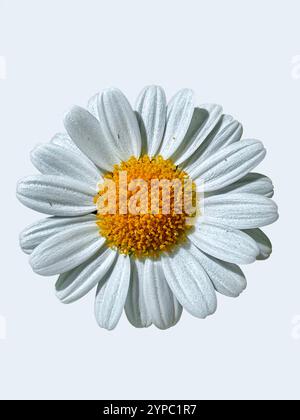 Yellow Anacyclus isolated on white background, Anacyclus radiatus Stock ...