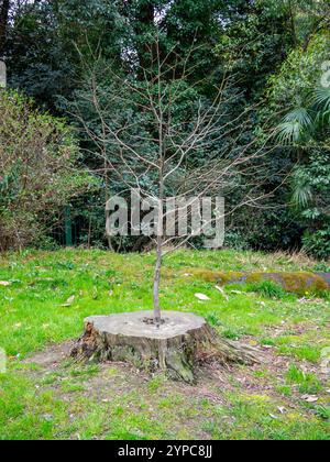 old wood stump grows new growth of moss and foliage Stock Photo - Alamy