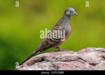 Zebra dove (geopelia striata) at Gardens by the Bay, Singapore Stock ...