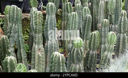 a variety of beautiful cacti on a small farm Stock Photo - Alamy