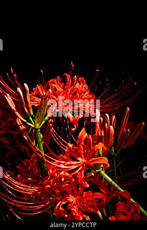 Beautiful red spider lily blossom flower, Cluster amaryllis Stock Photo ...