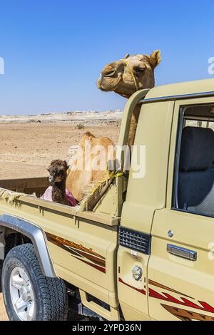 Camel (Camelidae) with young animal being transported on a Toyota ...