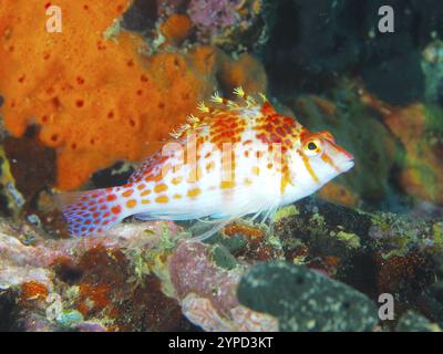 Dwarf hawkfish (Cirrhitichthys falco) in Japan Stock Photo - Alamy