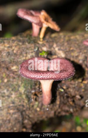 Panus strigellus wild mushroom in Sao Francisco de Paula, Brazil Stock ...